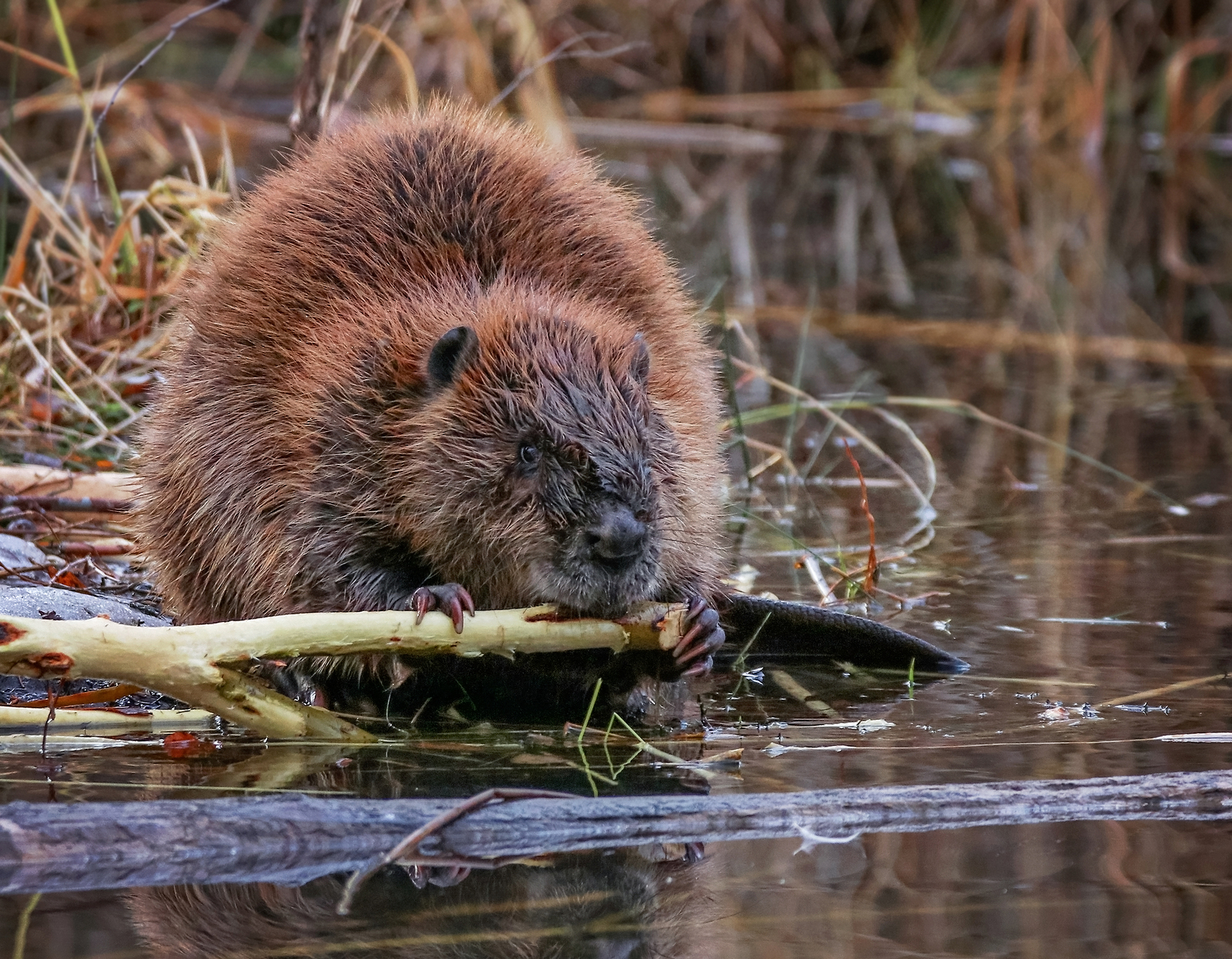 Beavers Introduced To Support Water Management!