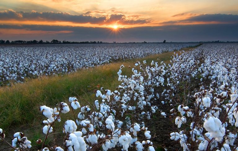 Clean, Secure Water Supplies… Or Cotton Production?