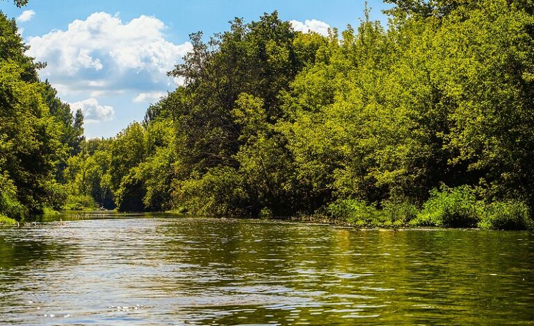 Riverside TreePlanting Project To Manage Flood Risks & Boost Biodiversity