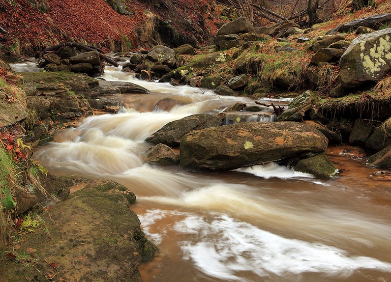 Wild Wiske Revival Project To Improve Water Quality